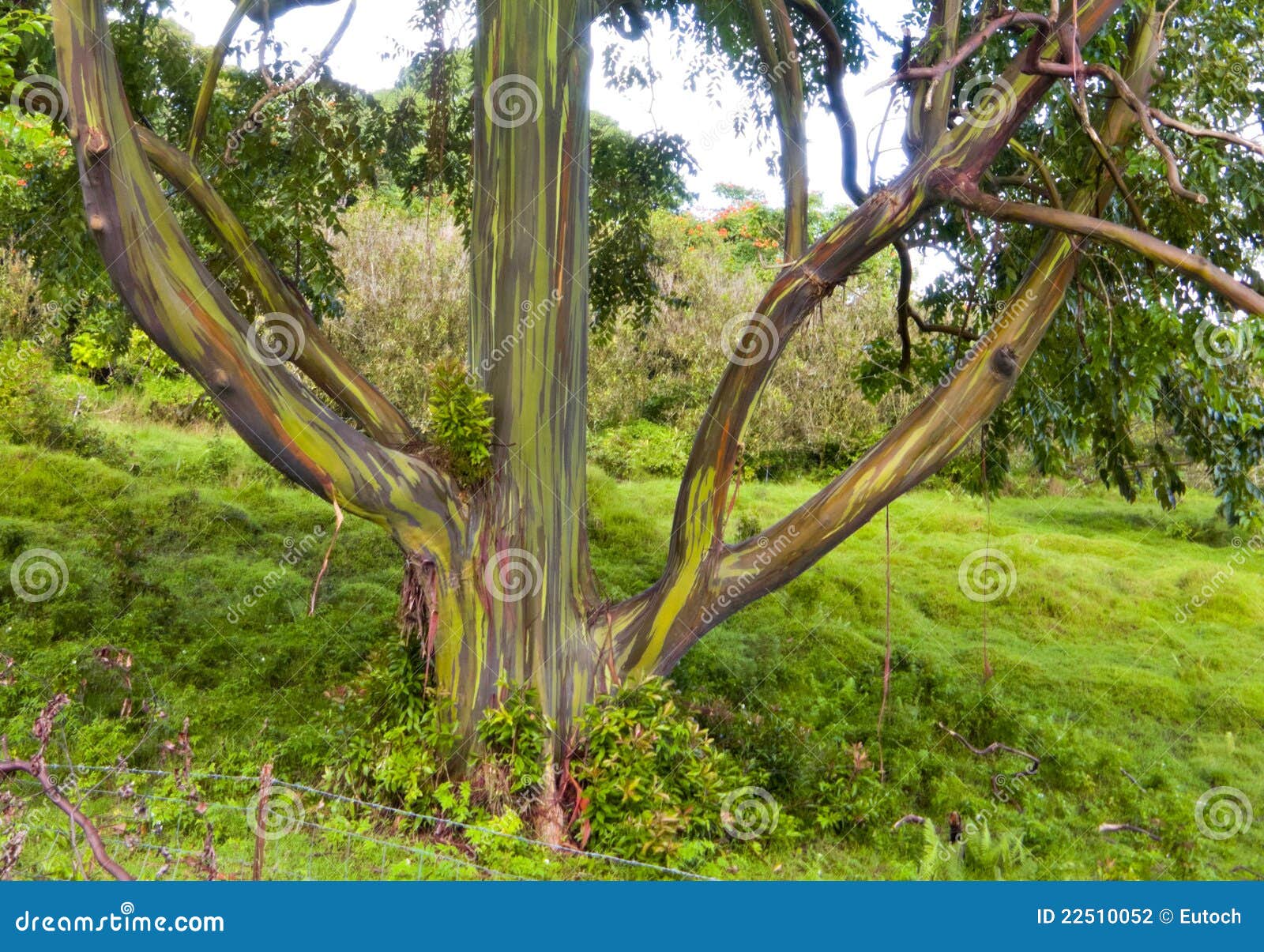 Rainbow And Oak Tree Royalty-Free Stock Image | CartoonDealer.com #60113680