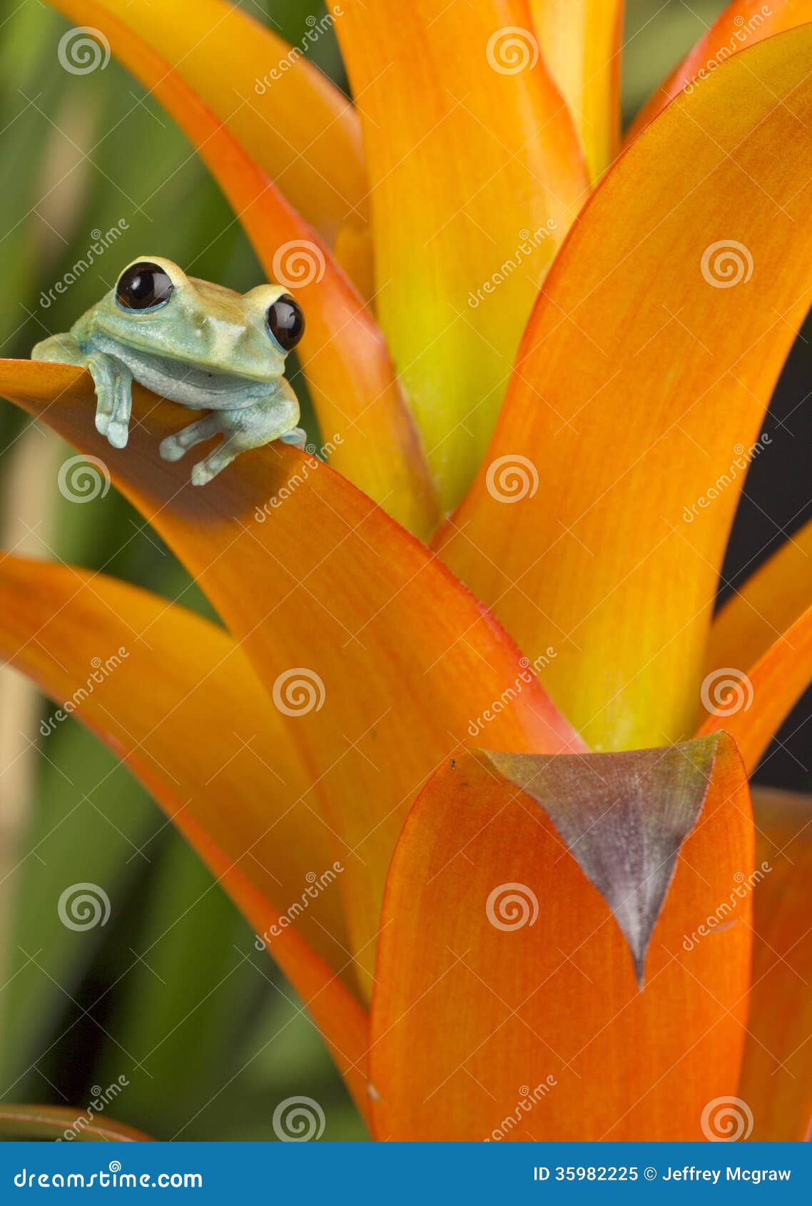 Colors of the Rainforest stock image. Image of ecology - 35982225