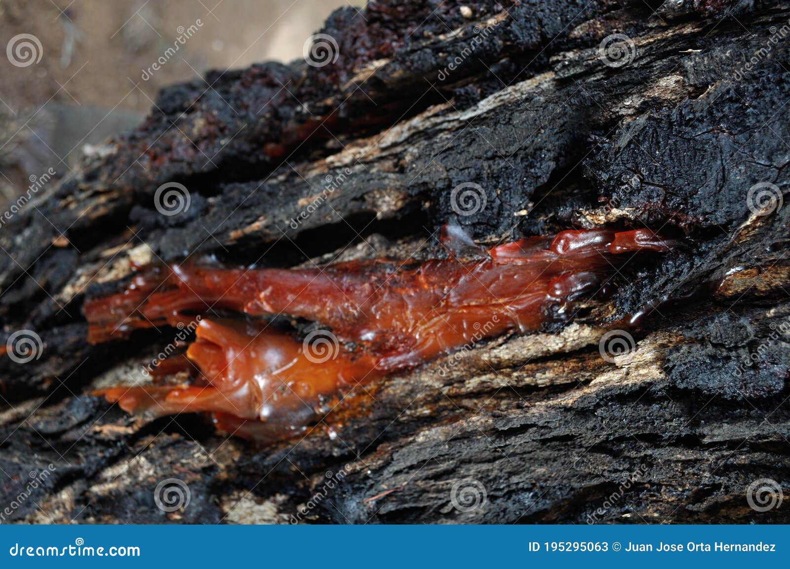 The Colors of the Resin of the Trees Stock Image - Image of brown, wood ...