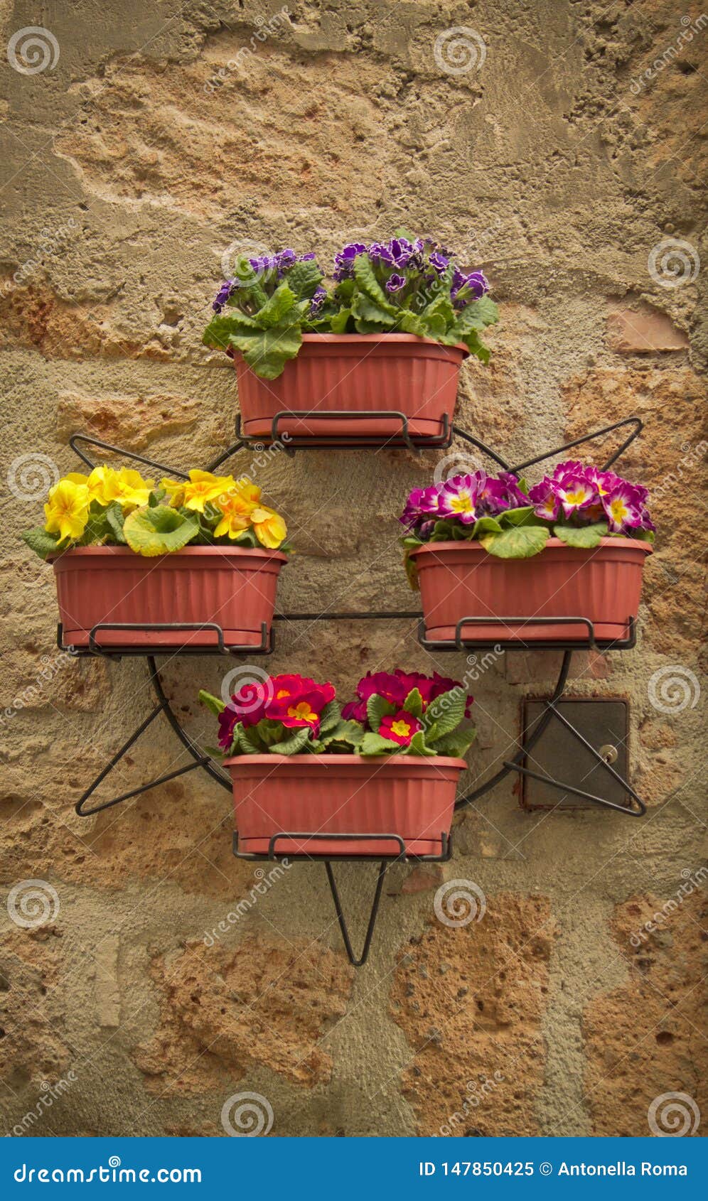 The Colors of Spring on the Wall Stock Image - Image of botanical ...