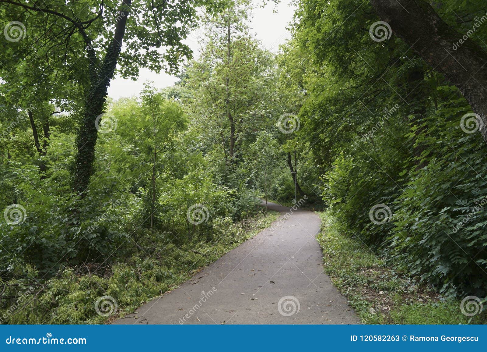 Colors of Summer - Trees in the Park Stock Image - Image of romania ...