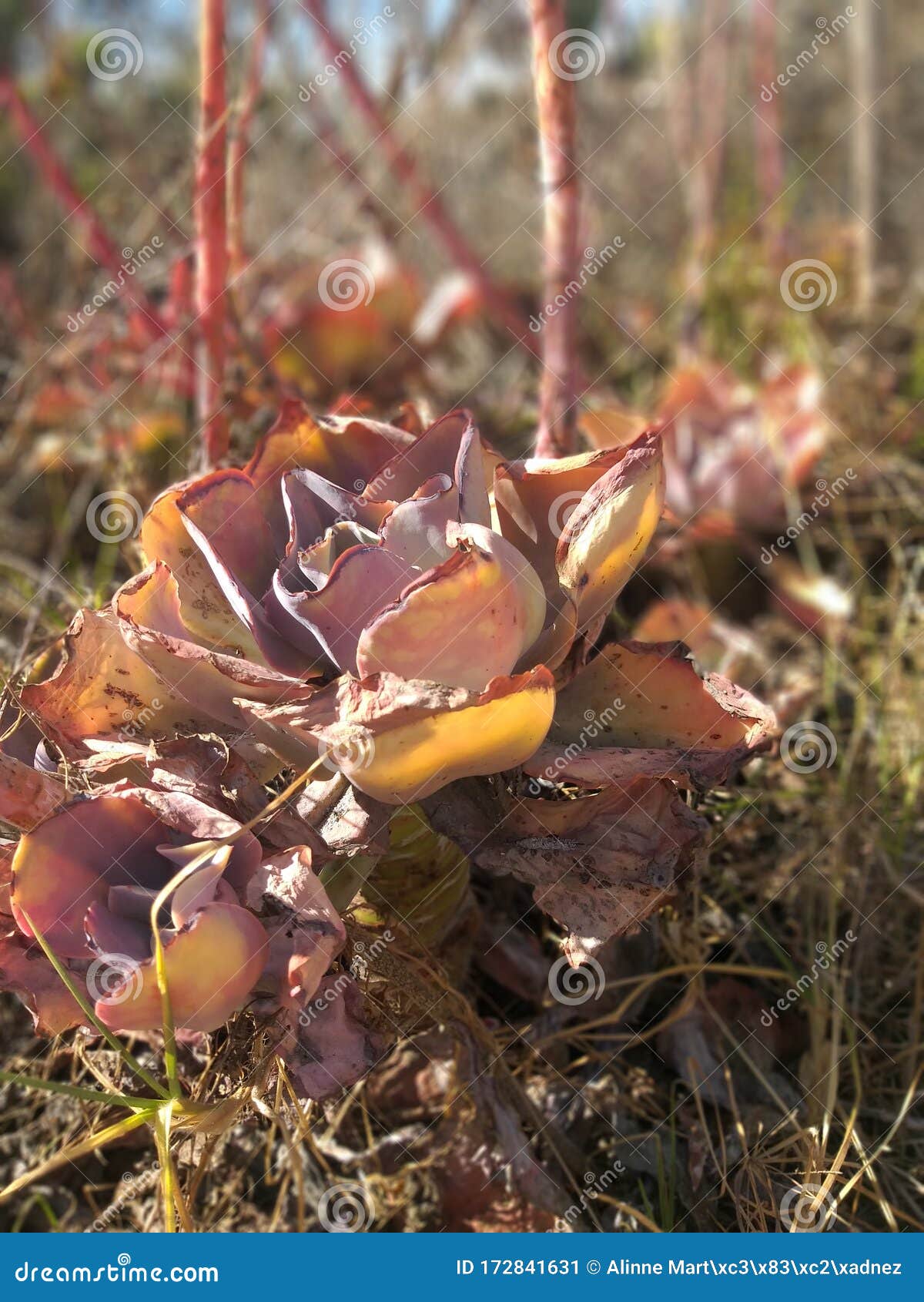Colors of sun stock image. Image of flowers, colors - 172841631