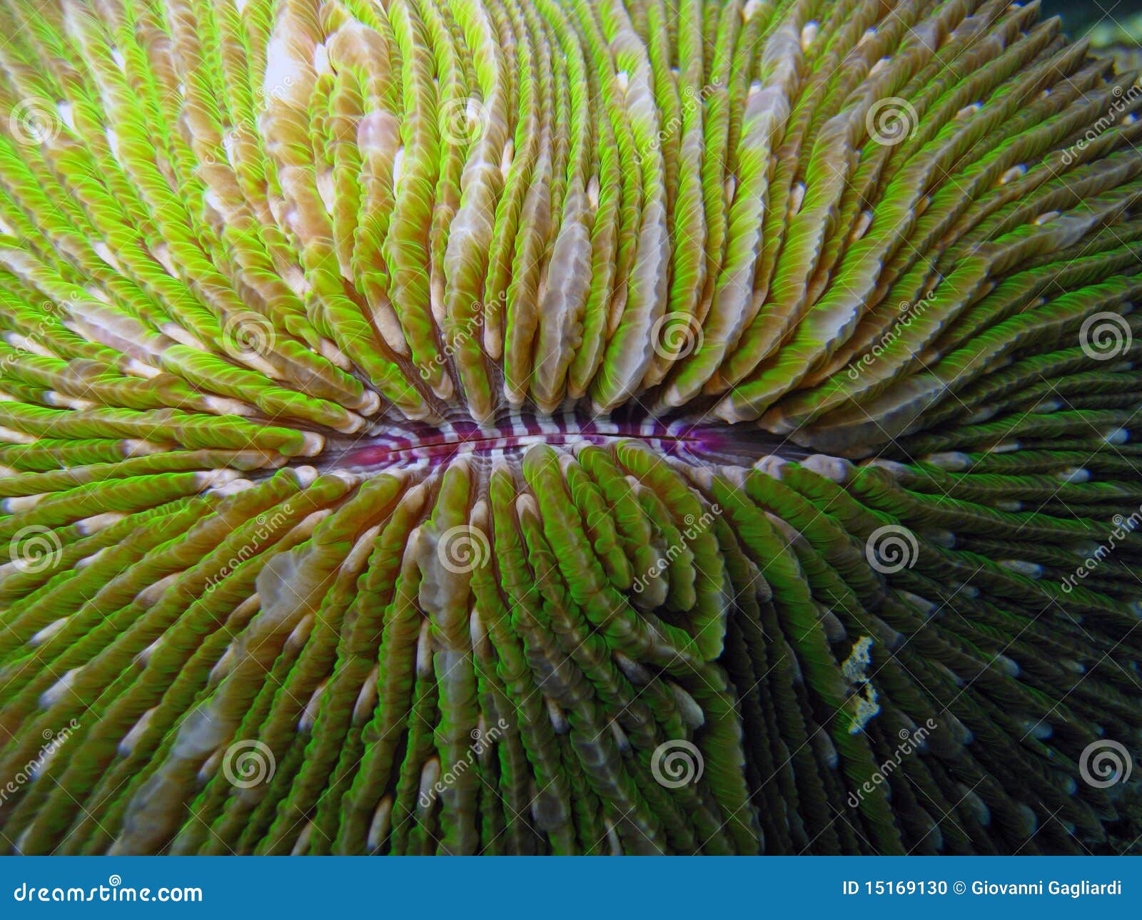 Colors and Textures of the Great Barrier Reef Stock Photo - Image of ...
