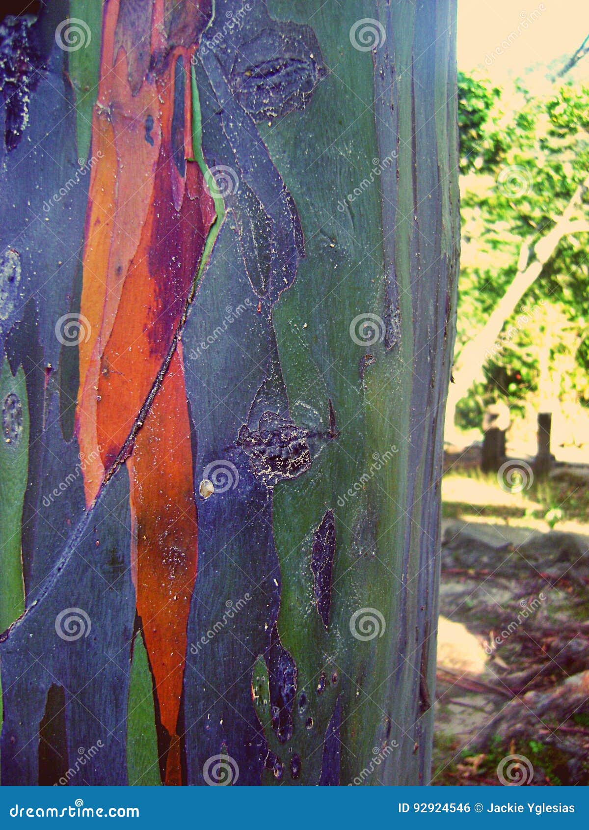 Colors and textures stock photo. Image of colors, trees - 92924546