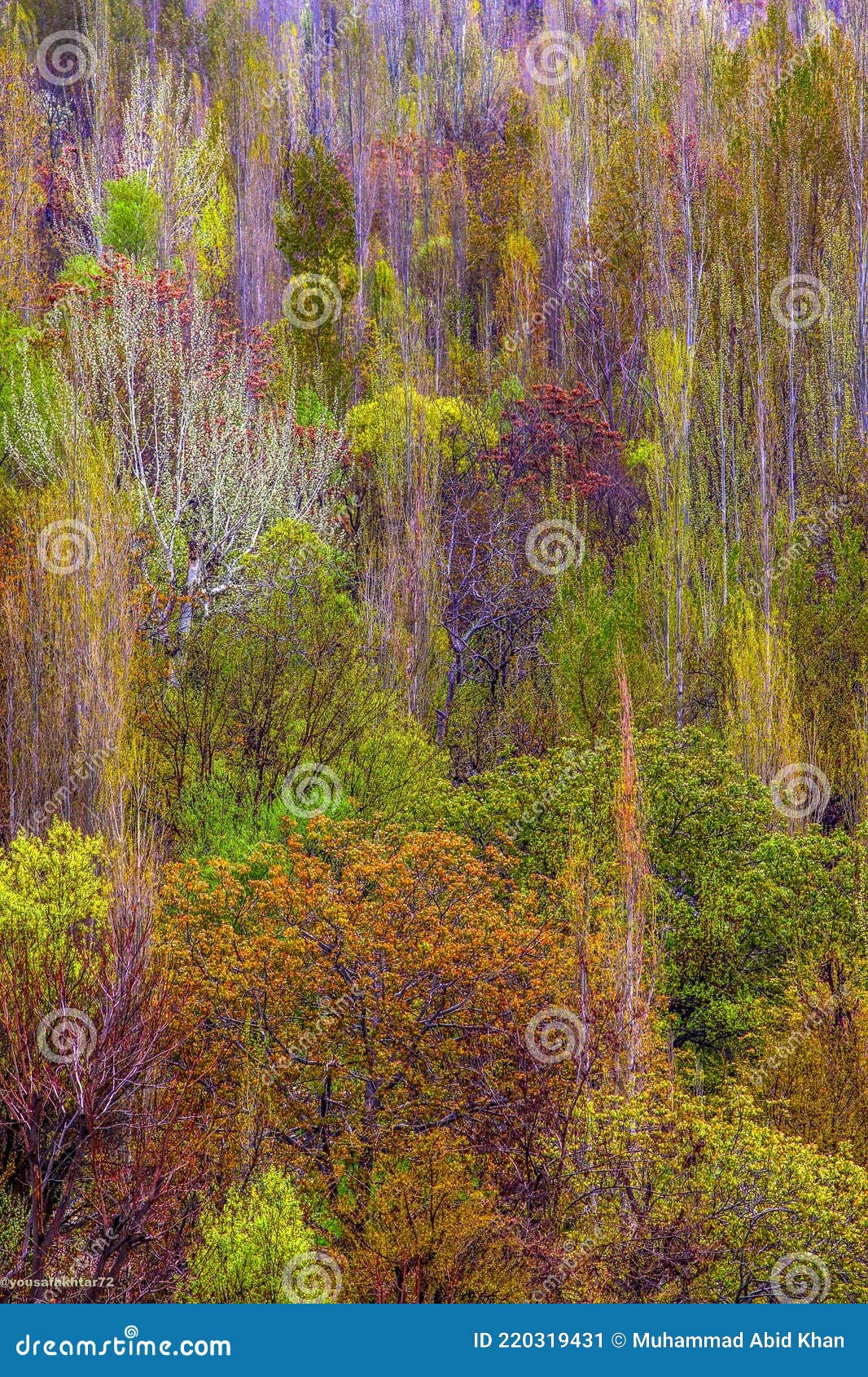 Colors of Trees stock image. Image of nature, flower - 220319431