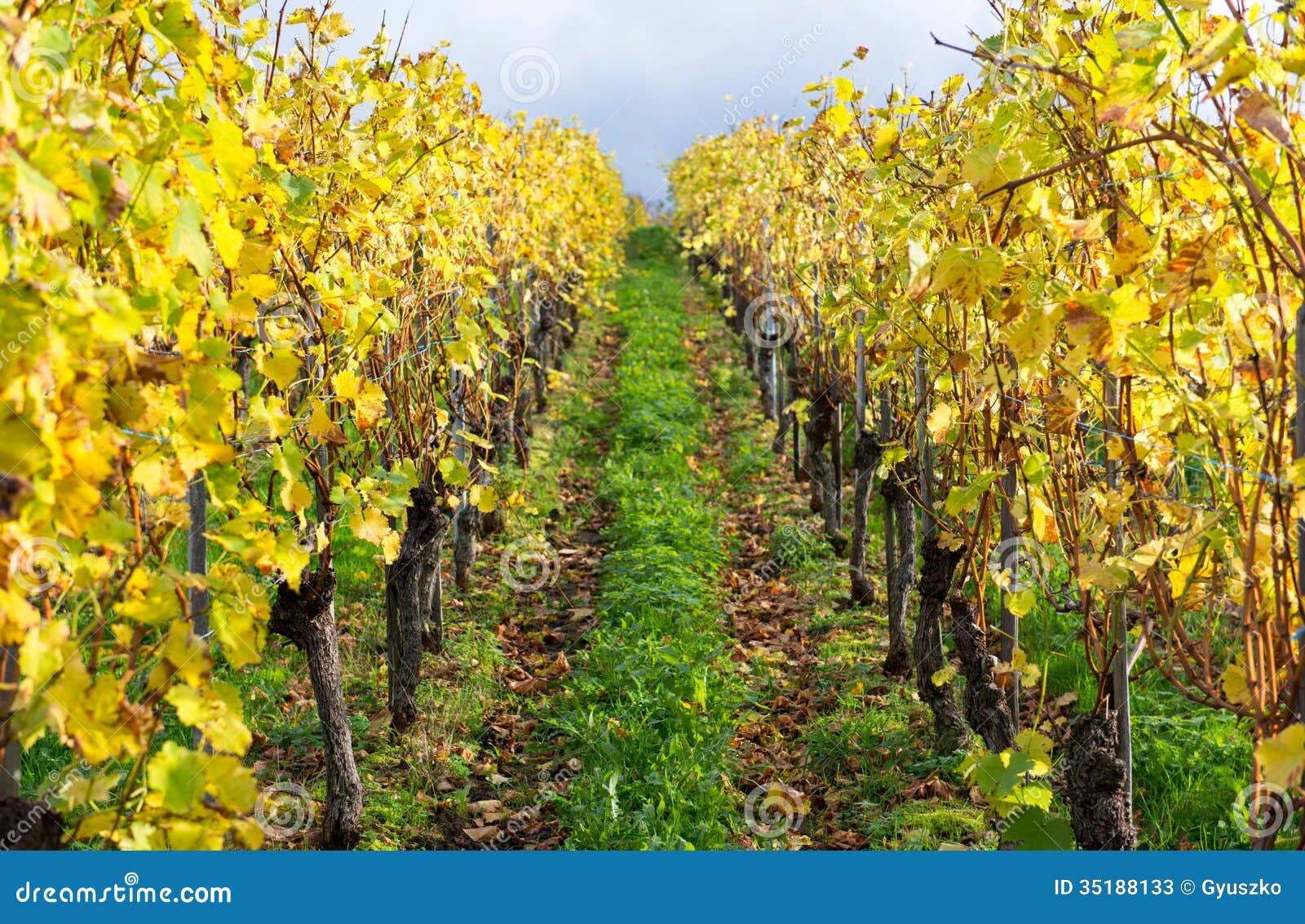 Colors of the Vineyard in Autumn Stock Image - Image of leaf, produce ...