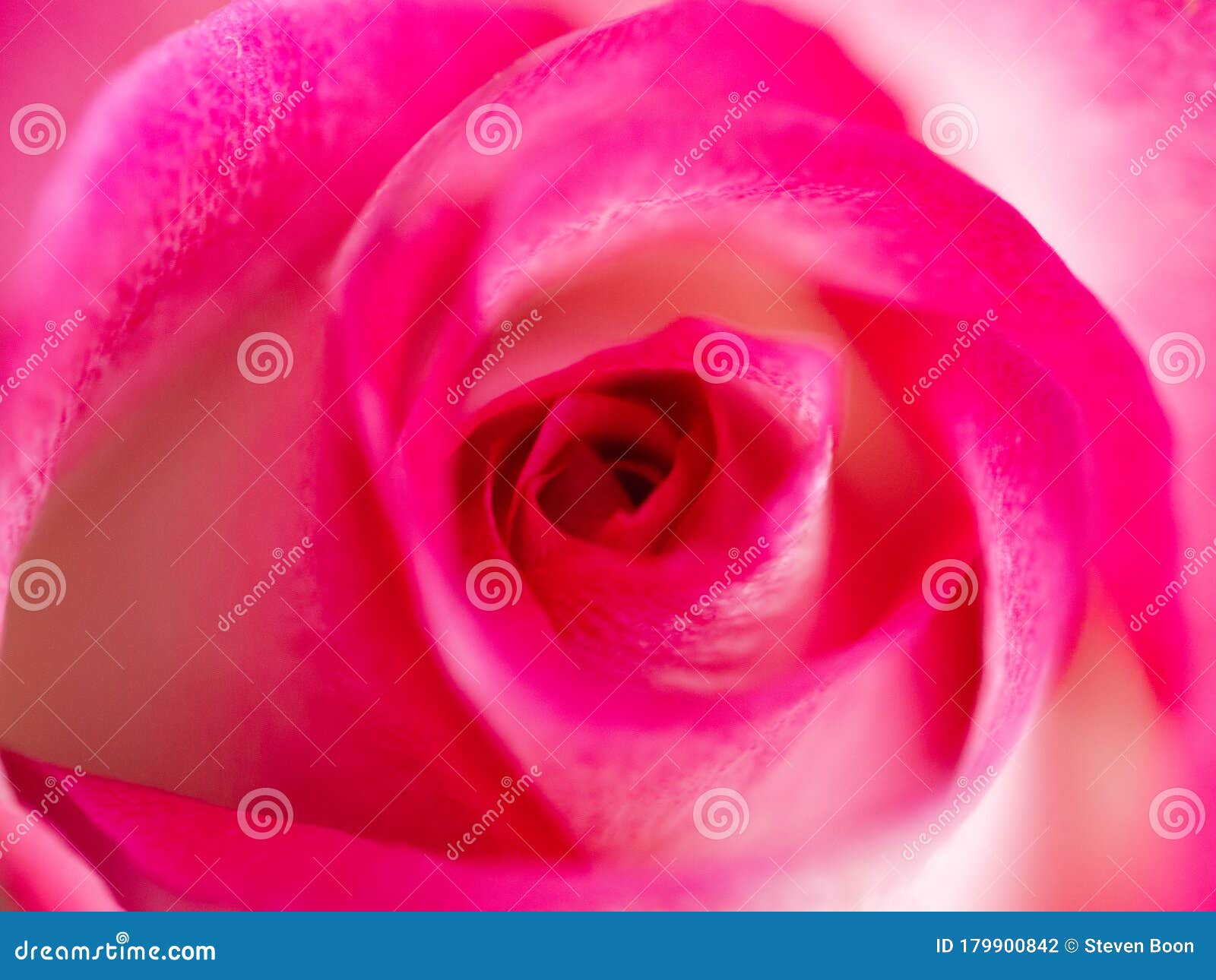 Colors of a wild rose stock photo. Image of lilac, plant - 179900842