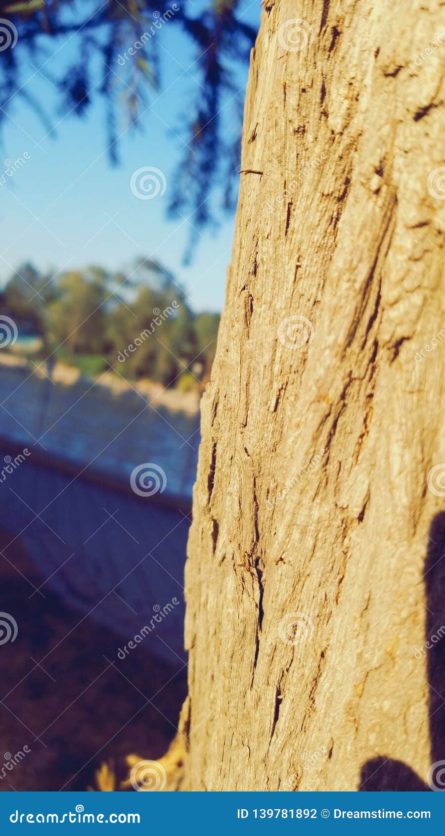 Colors of wood stock photo. Image of tree, colors, wood - 139781892