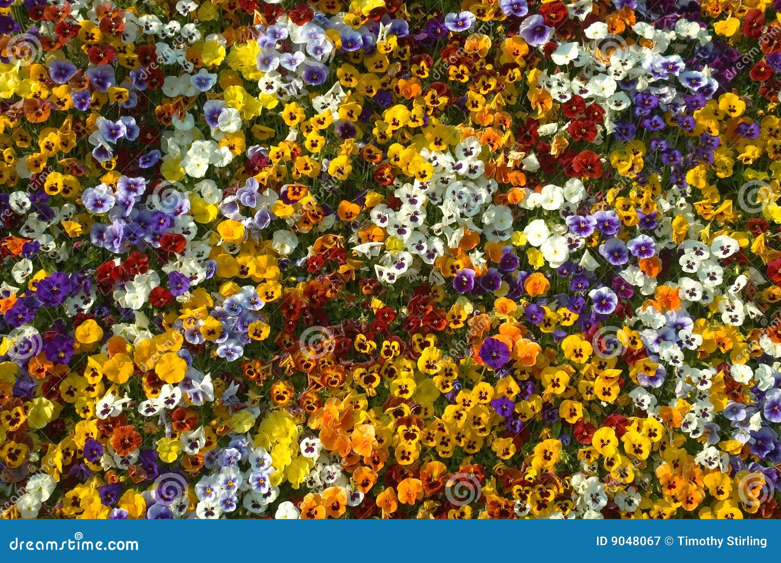 Flower Display In Memorial Garden Across The Street From Buckingham ...