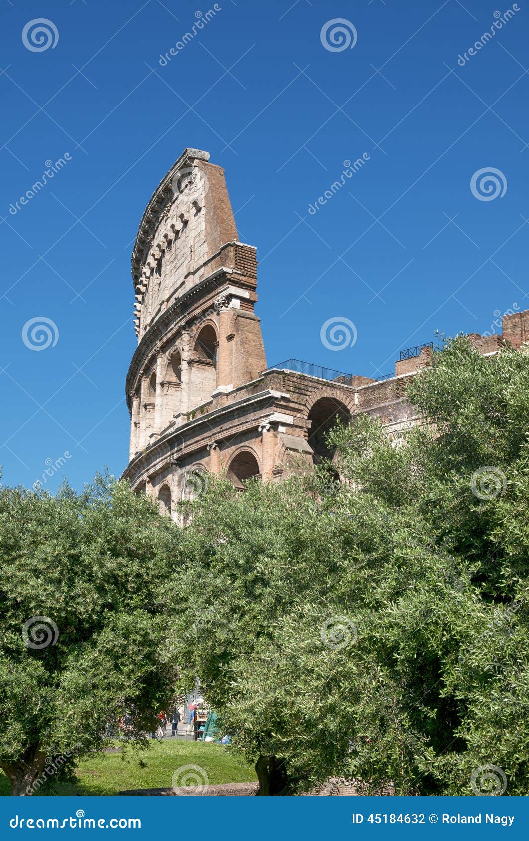 Colosseum Y Olive Trees, Roma - Italia Foto de archivo - Imagen de ...
