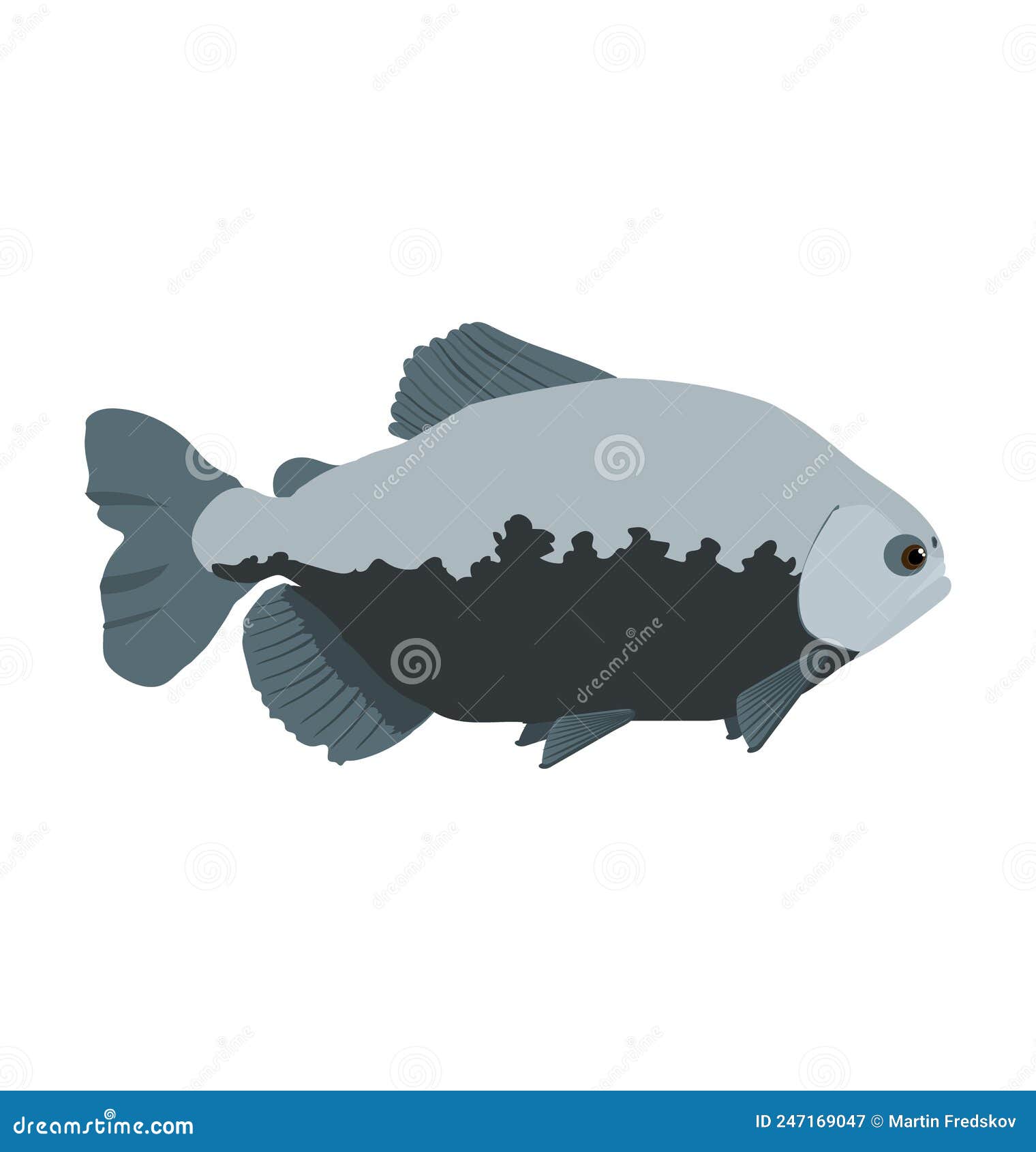 Colossoma Macropomum - Tambaqui - Side View - Flat Vector Stock Vector ...