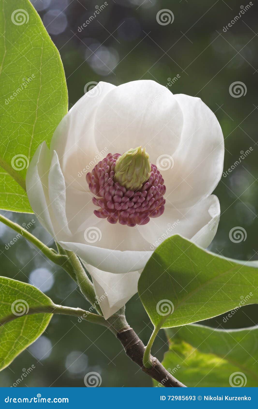 Colossus Oyama Magnolia Flower Stock Image - Image of portrait, nature ...