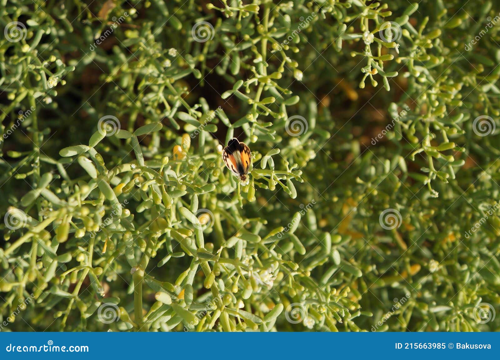 Colotis Phisadia Butterfly on the Plant Stock Image - Image of ...