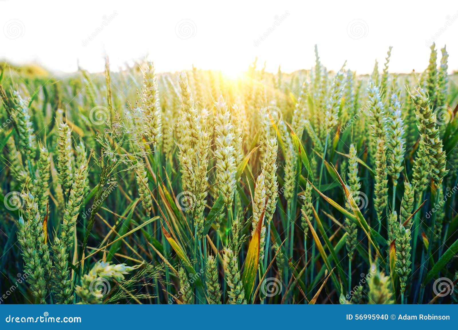 Colouful Wheat Crop at Sunset Stock Photo - Image of green, blue: 56995940