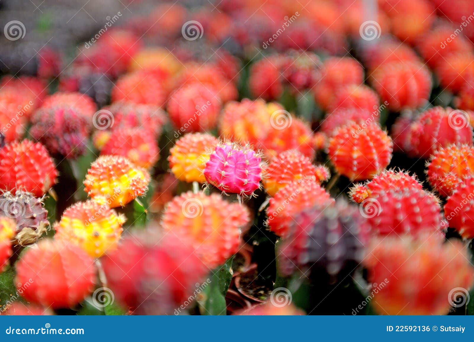 Colour cactuses stock photo. Image of green, hurt, background - 22592136