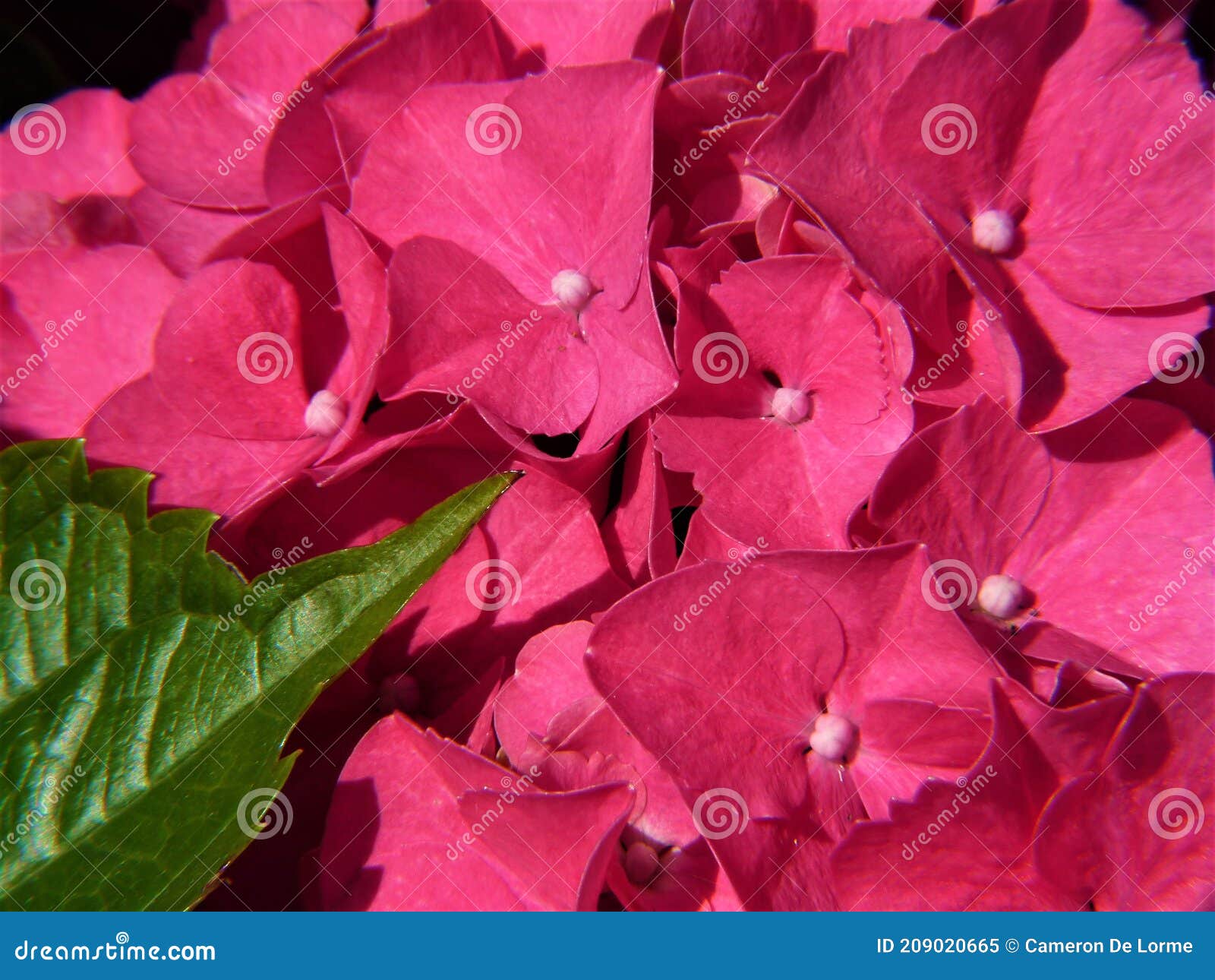Everlasting Revolution Hydrangea - the Deep Pink Phase I Stock Image ...