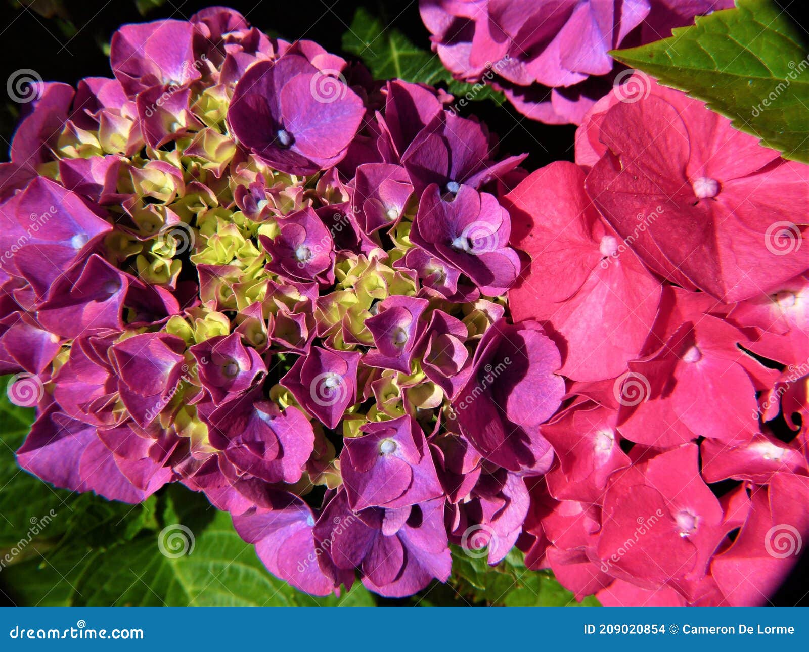 Everlasting Revolution Hydrangea - the Dusty Pink and Pastel Lilac ...