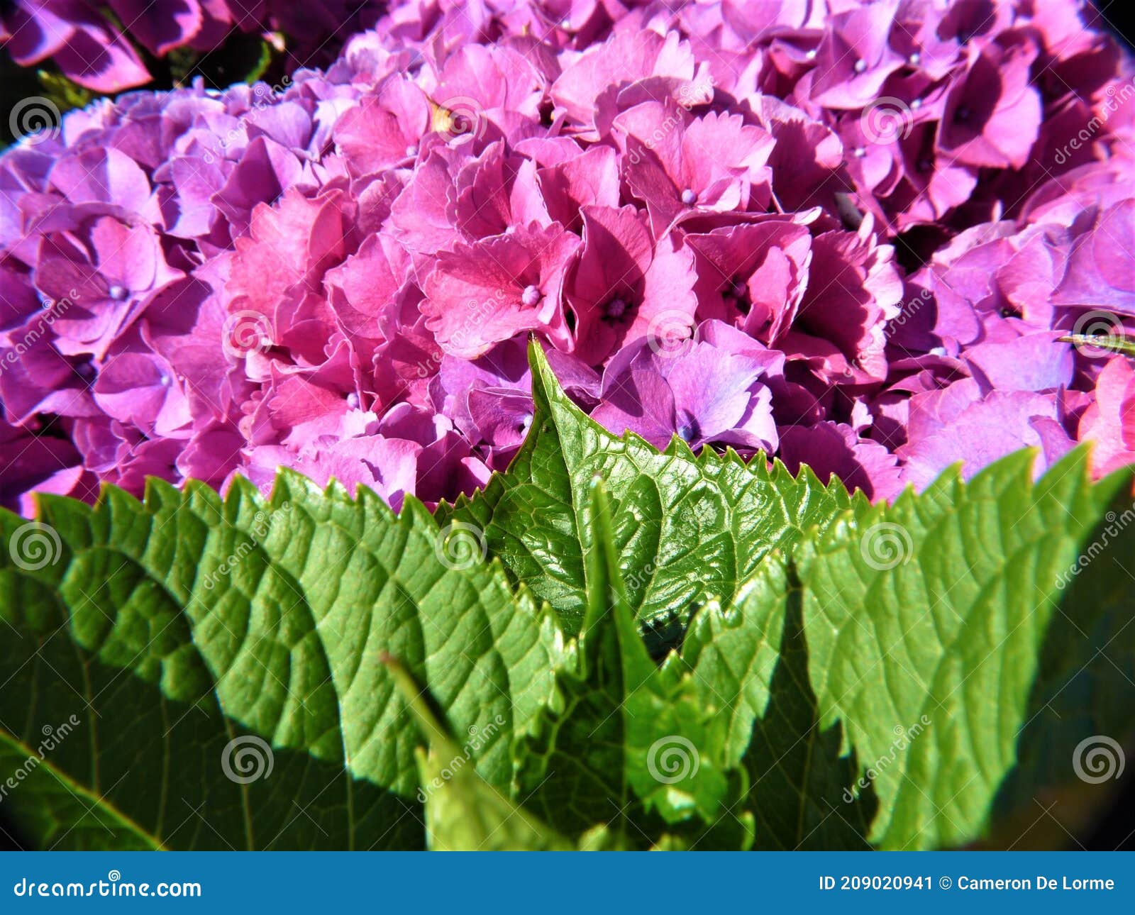 Everlasting Revolution Hydrangea - the Dusty Pink and Pastel Lilac ...