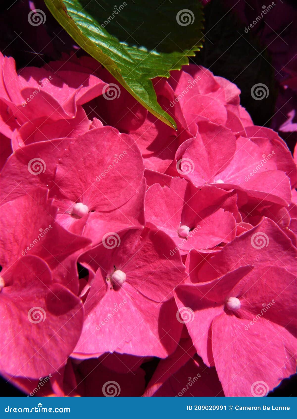 Everlasting Revolution Hydrangea - the Deep Pink Phase Stock Image ...