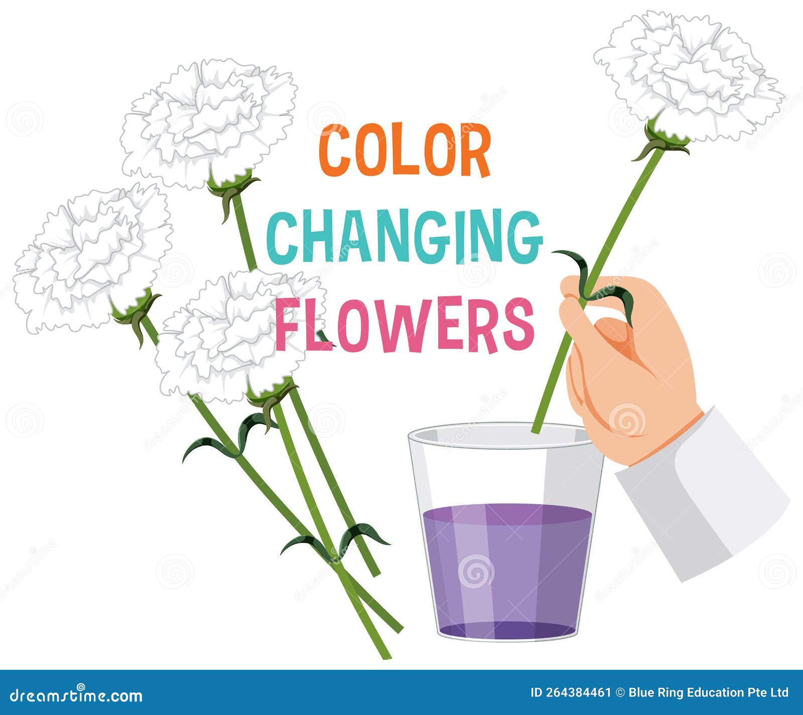 Colour Changing Flower Science Experiment Stock Vector - Illustration ...