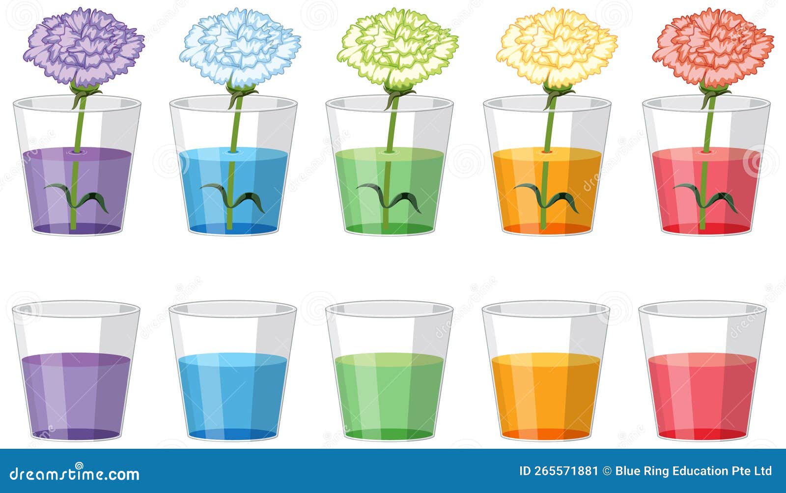 Colour Changing Flower Science Experiment Stock Vector - Illustration ...