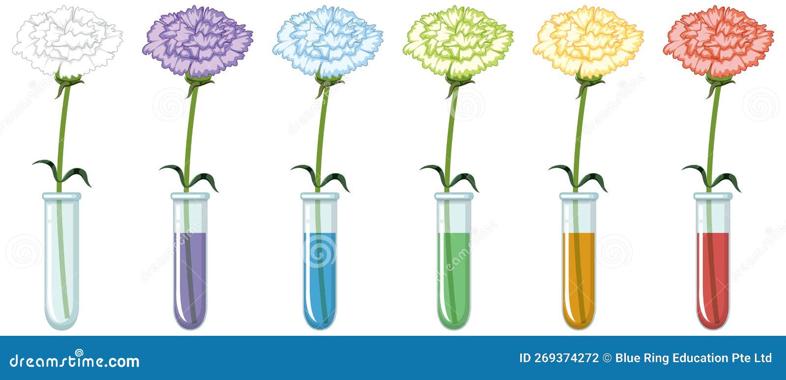Colour Changing Flower Science Experiment Stock Vector - Illustration ...