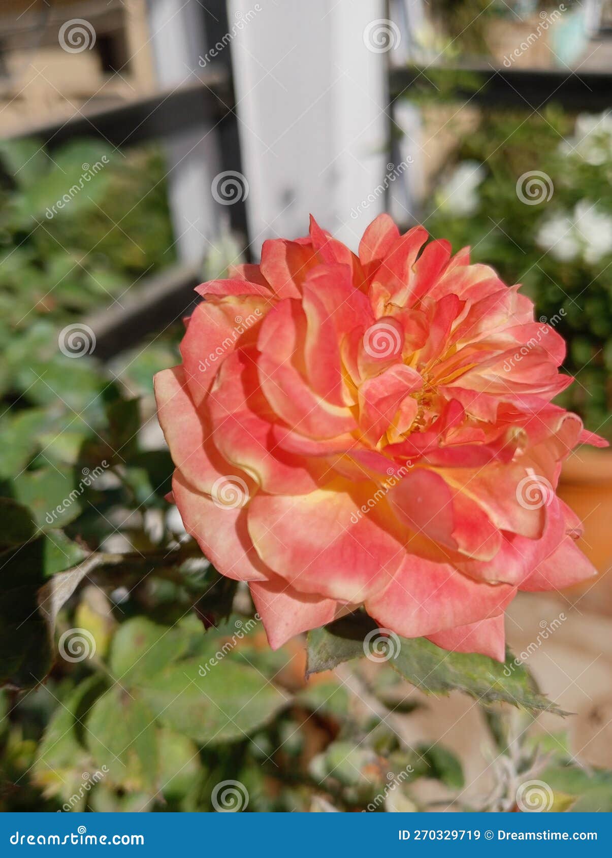 Colour changing Rose stock image. Image of petal, flower - 270329719