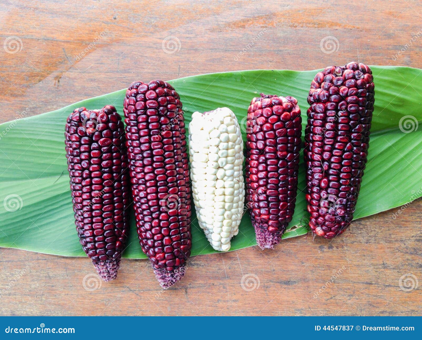 Colour corn stock image. Image of purple, white, corn - 44547837