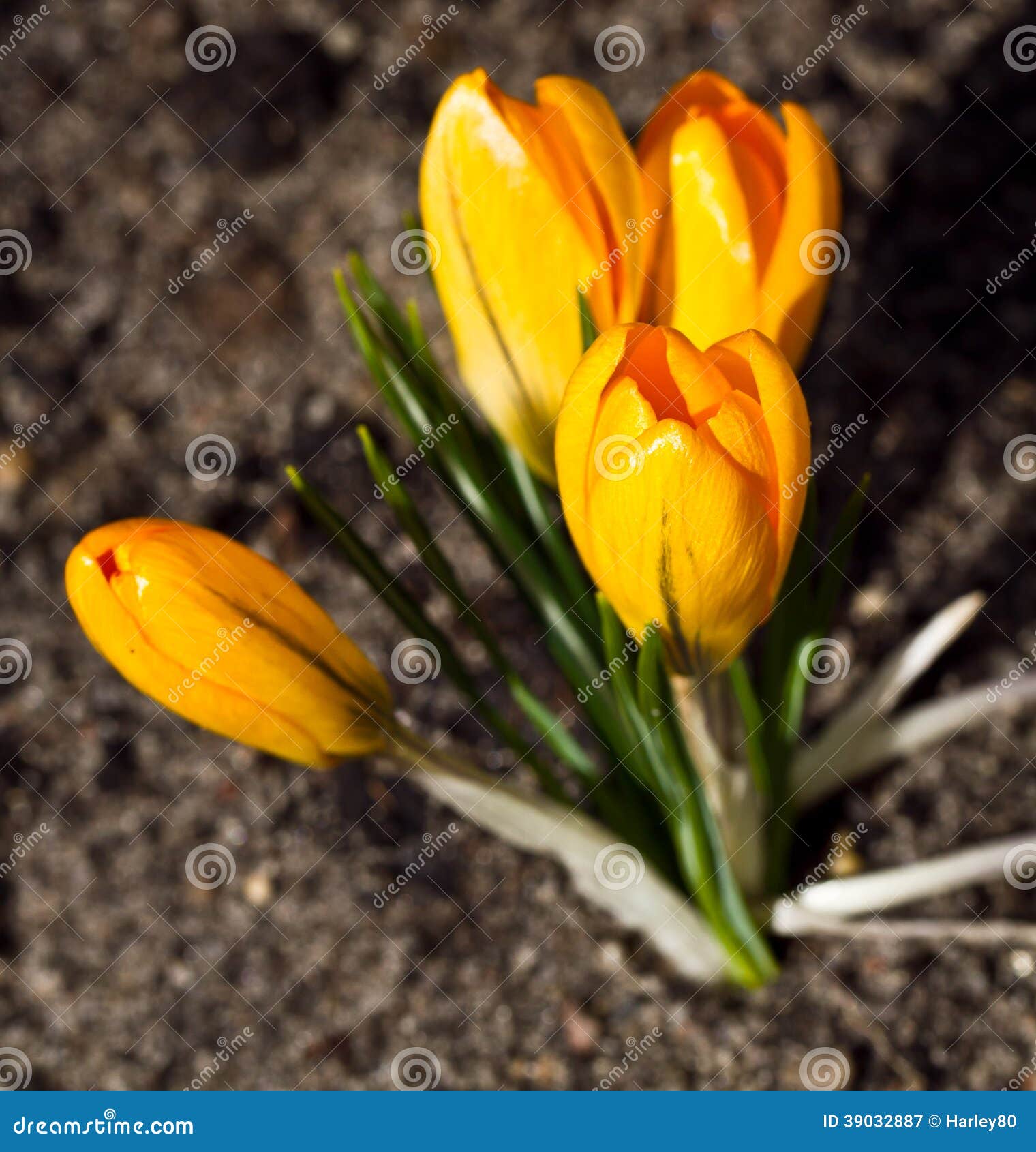 Colour Crocuses Field. Floral Background Stock Image - Image of grass ...