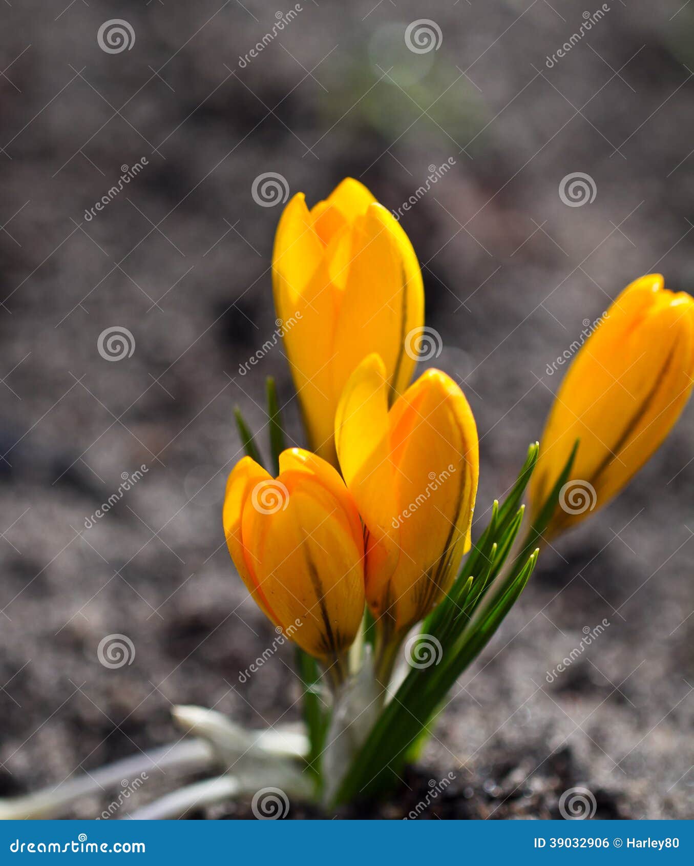 Colour Crocuses Field. Floral Background Stock Photo - Image of crocus ...