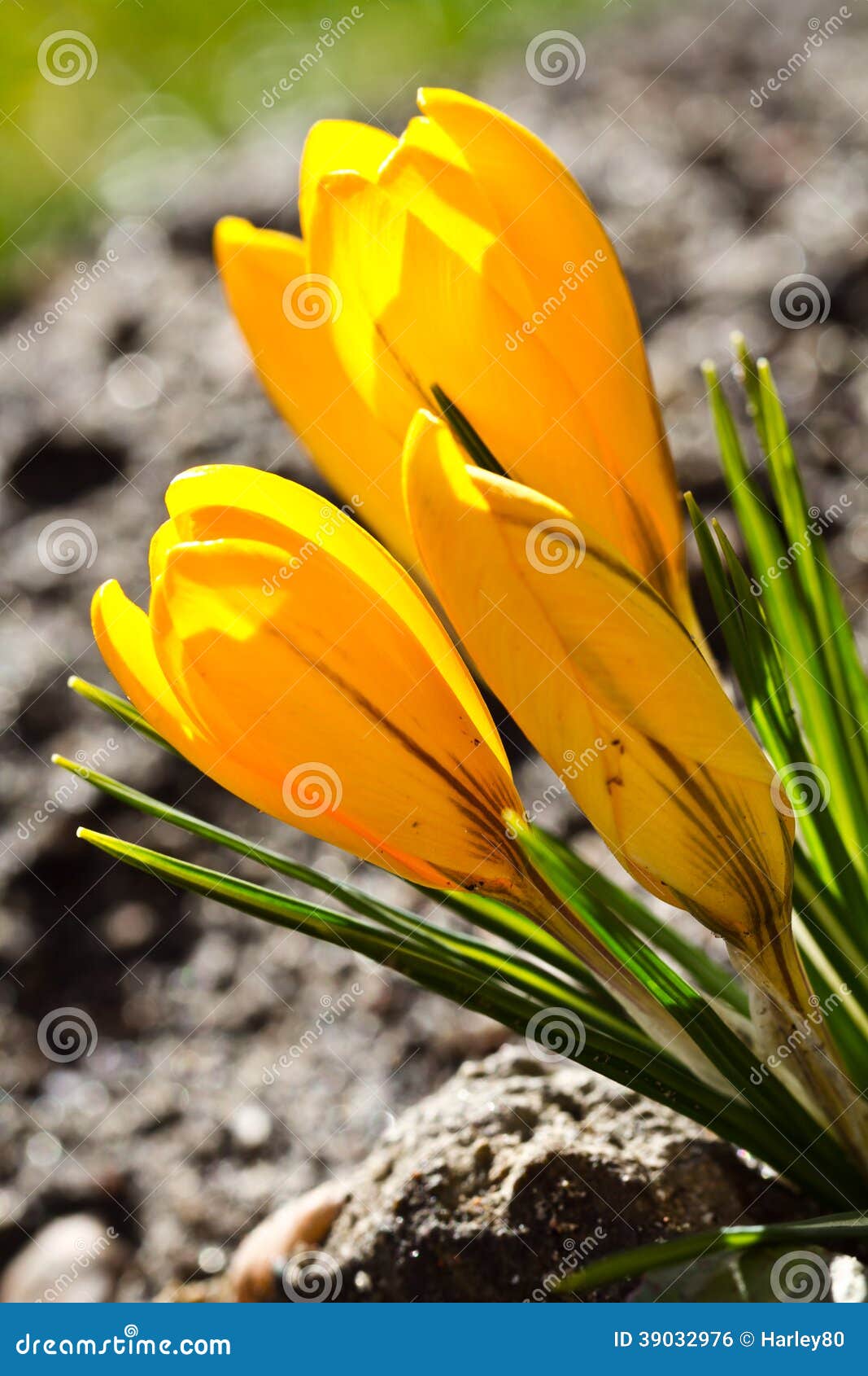 Colour Crocuses Field. Floral Background Stock Photo - Image of spring ...