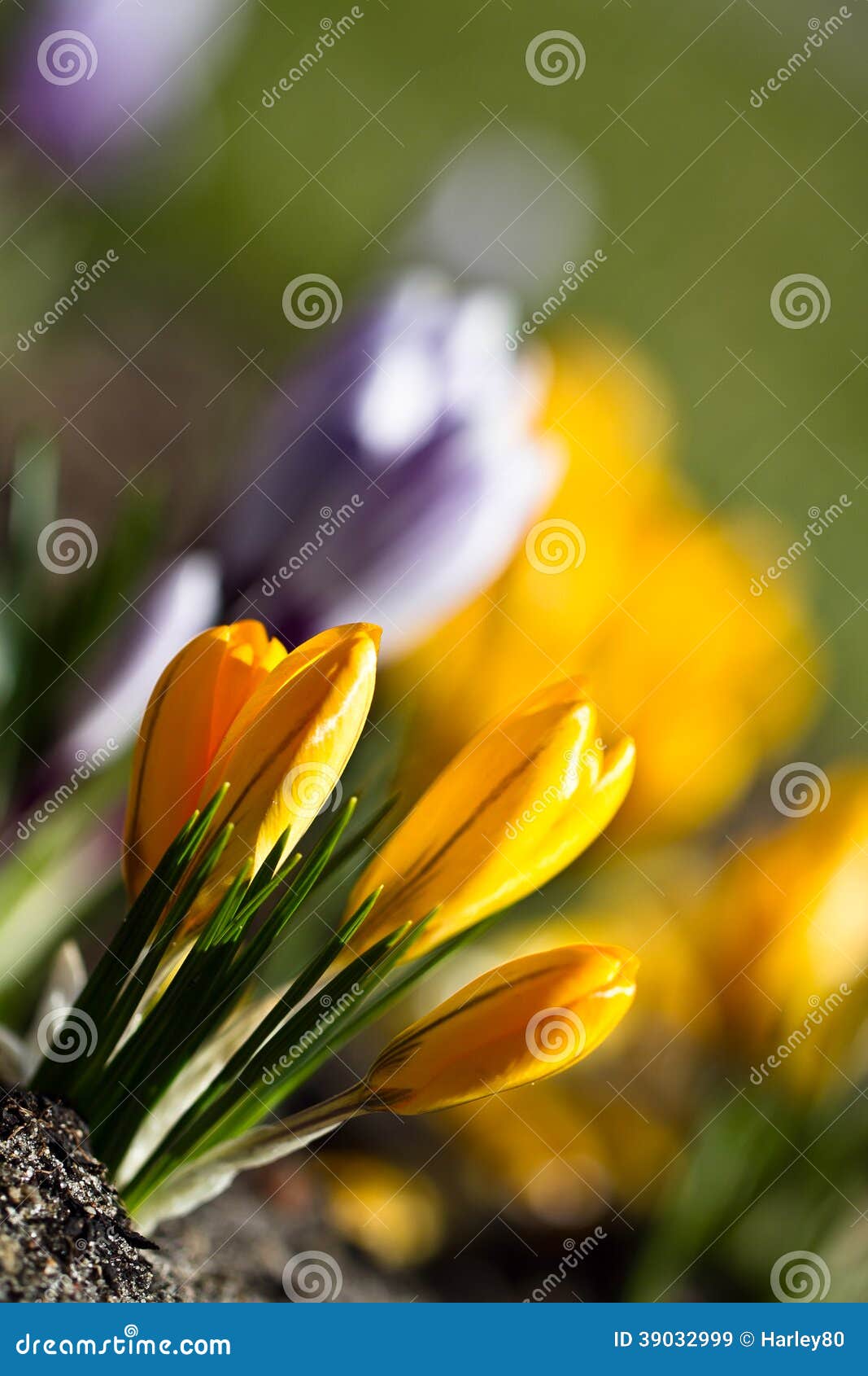 Colour Crocuses Field. Floral Background Stock Image - Image of ...