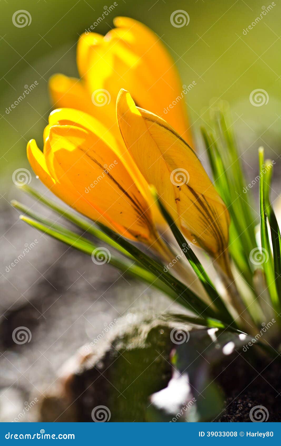 Colour Crocuses Field. Floral Background Stock Photo - Image of purple ...