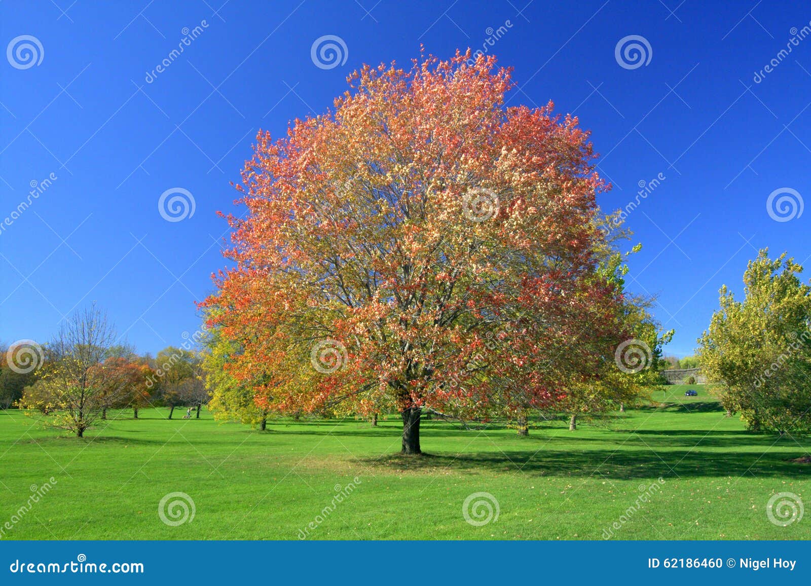 Red Maple in Autumn Colours Stock Photo - Image of fall, trees: 62186460
