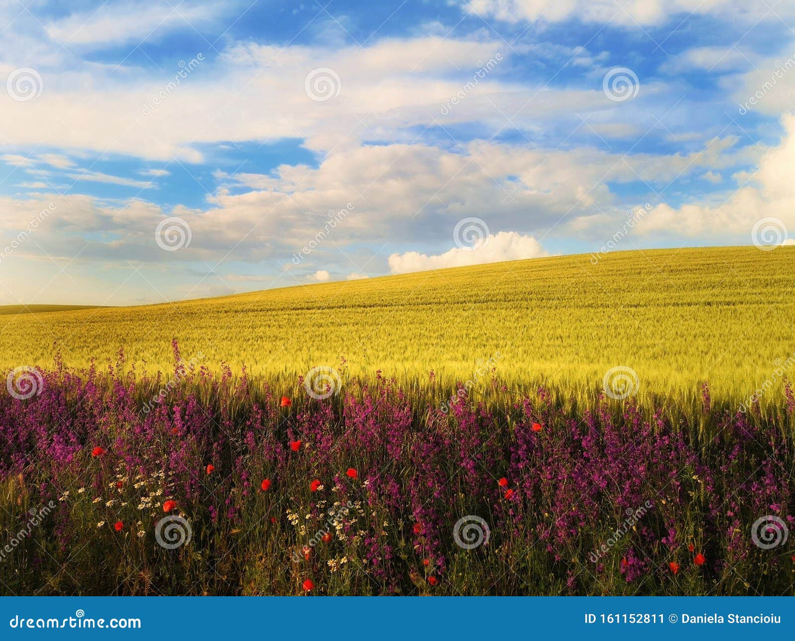 Colour Fields in Country Side Stock Image - Image of colours, grain ...