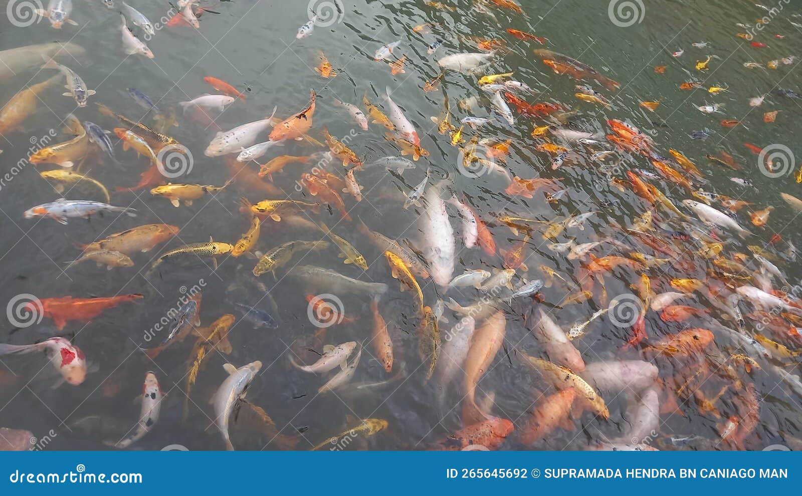 COLOUR FISH in the POOL stock photo. Image of full, fish - 265645692