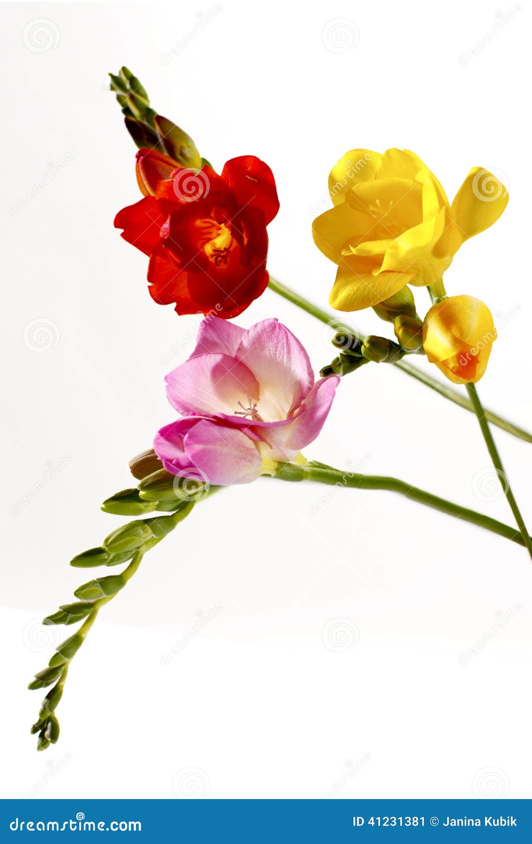 Colour flawers stock image. Image of colour, flawers - 41231381