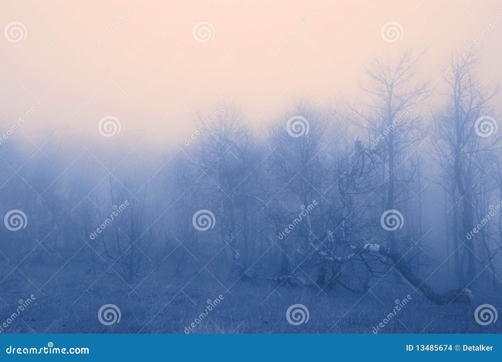 The colour fog stock photo. Image of sunrise, bare, seasonal - 13485674