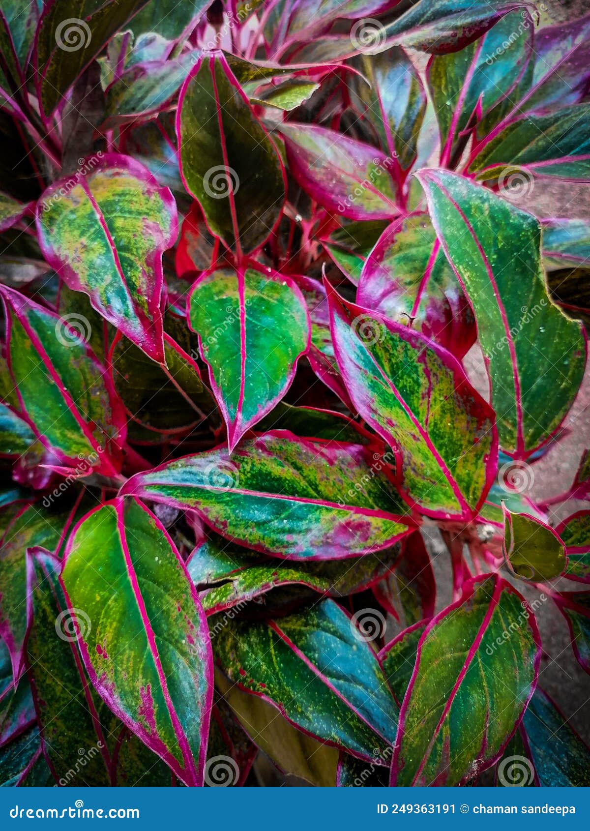 Colour Full Plant at Home Garden Stock Image - Image of autumn, tree ...