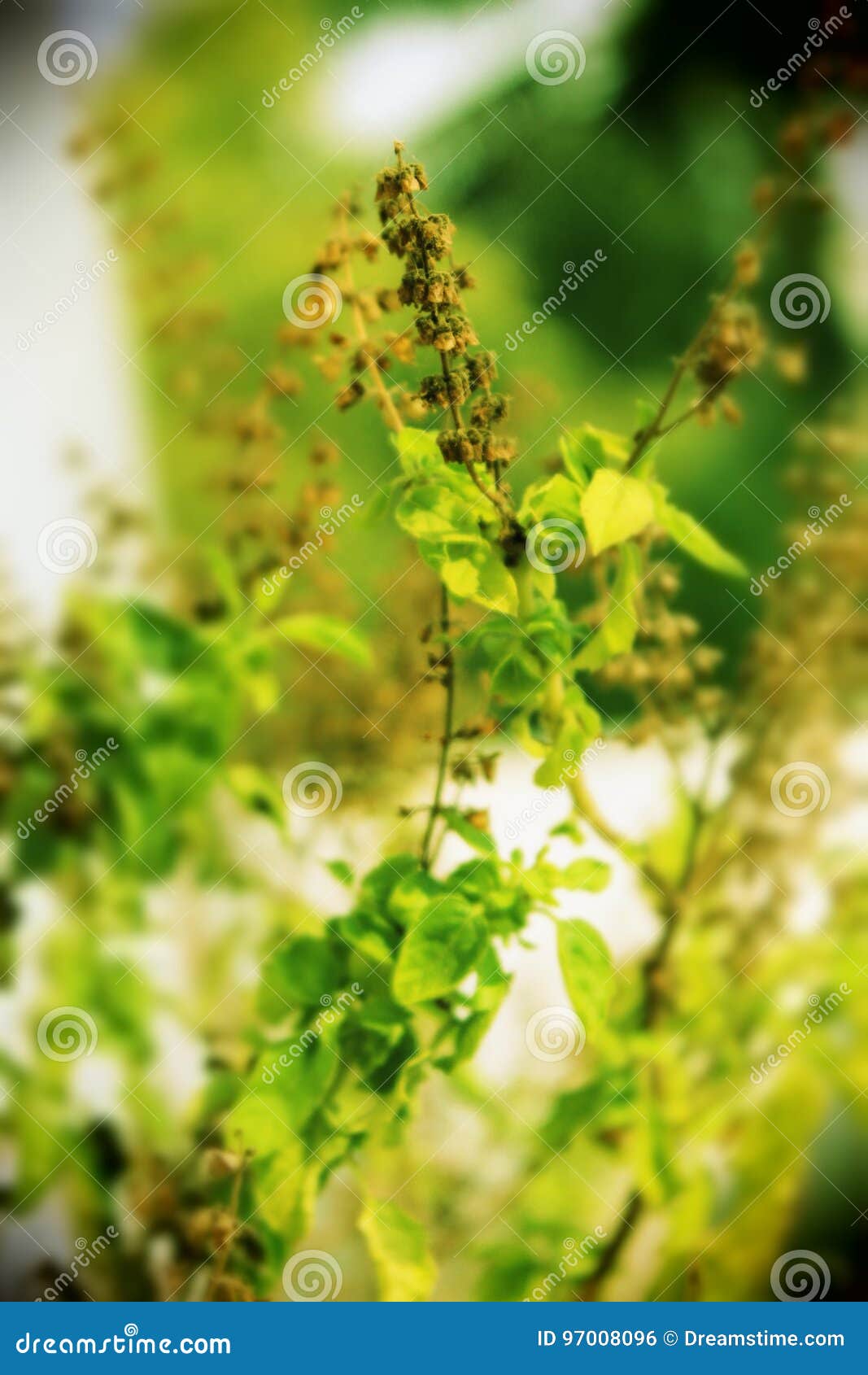 A colour full tulsi plant stock photo. Image of full - 97008096