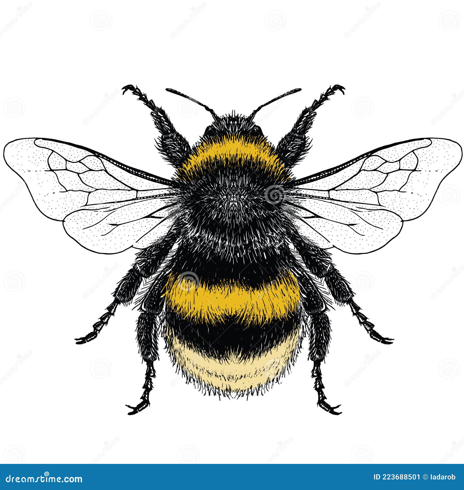 Colour Illustration of Female Buff Tailed Bumble Bee Stock Vector ...