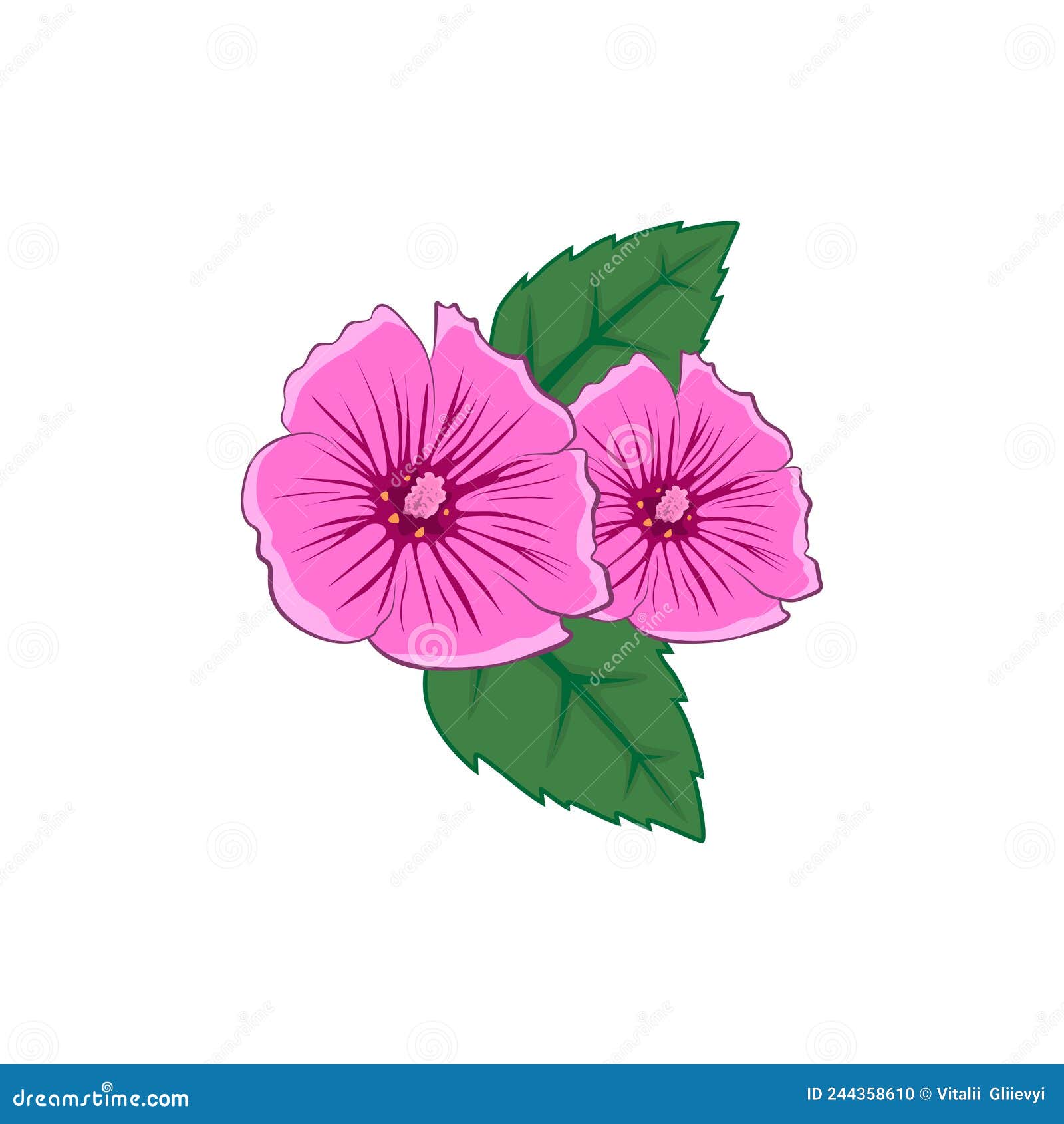 Colour Illustration Malva Flower, Malva with Leaves. Malva Illustration ...