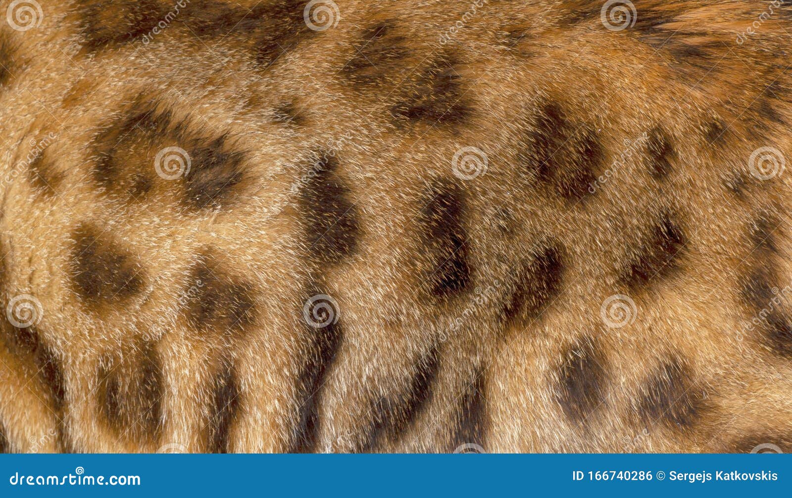 Leopard fur texture stock photo. Image of giraffe, spotted - 166740286
