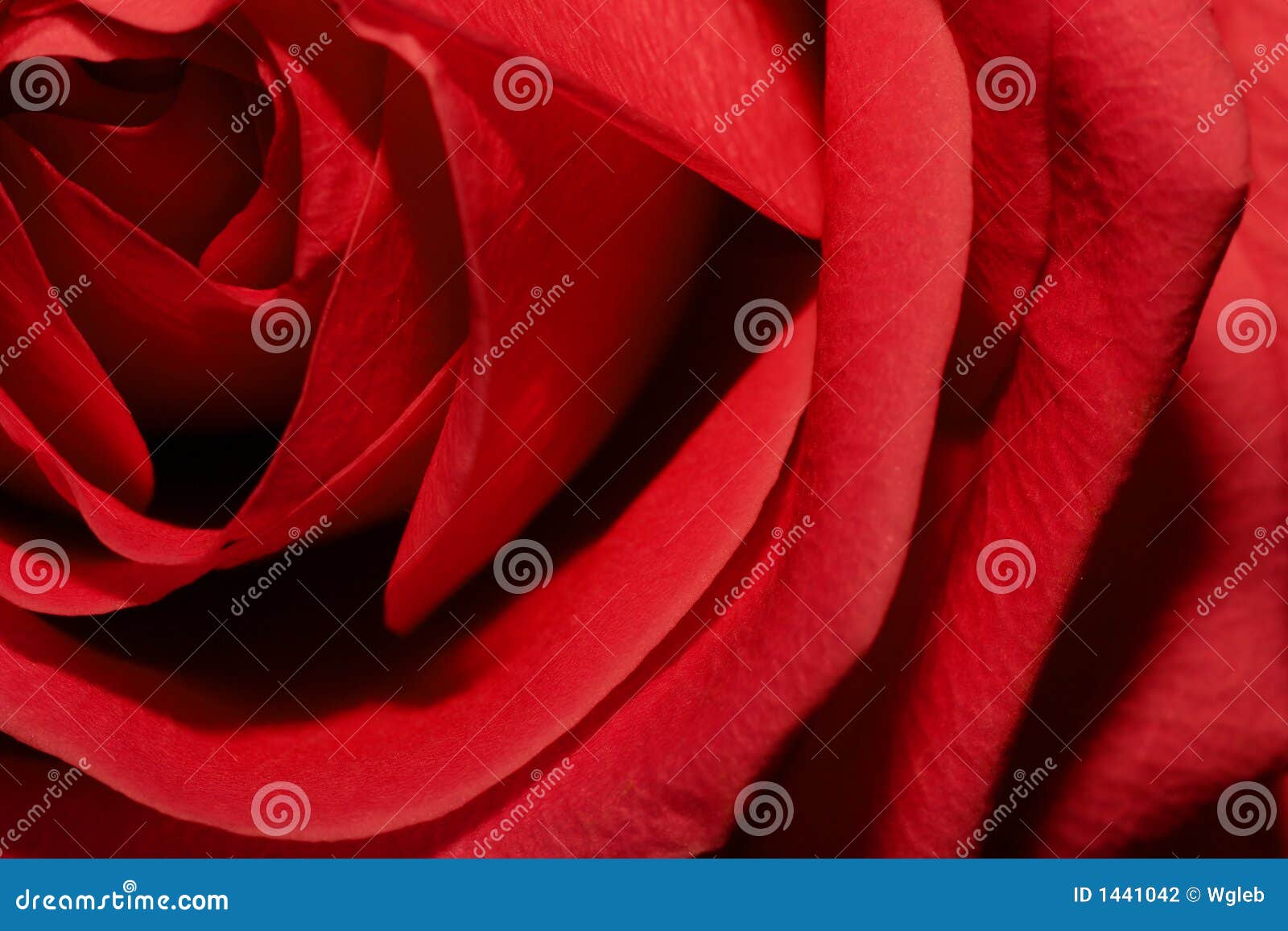 ColouR of LovE stock photo. Image of rose, passion, tender - 1441042