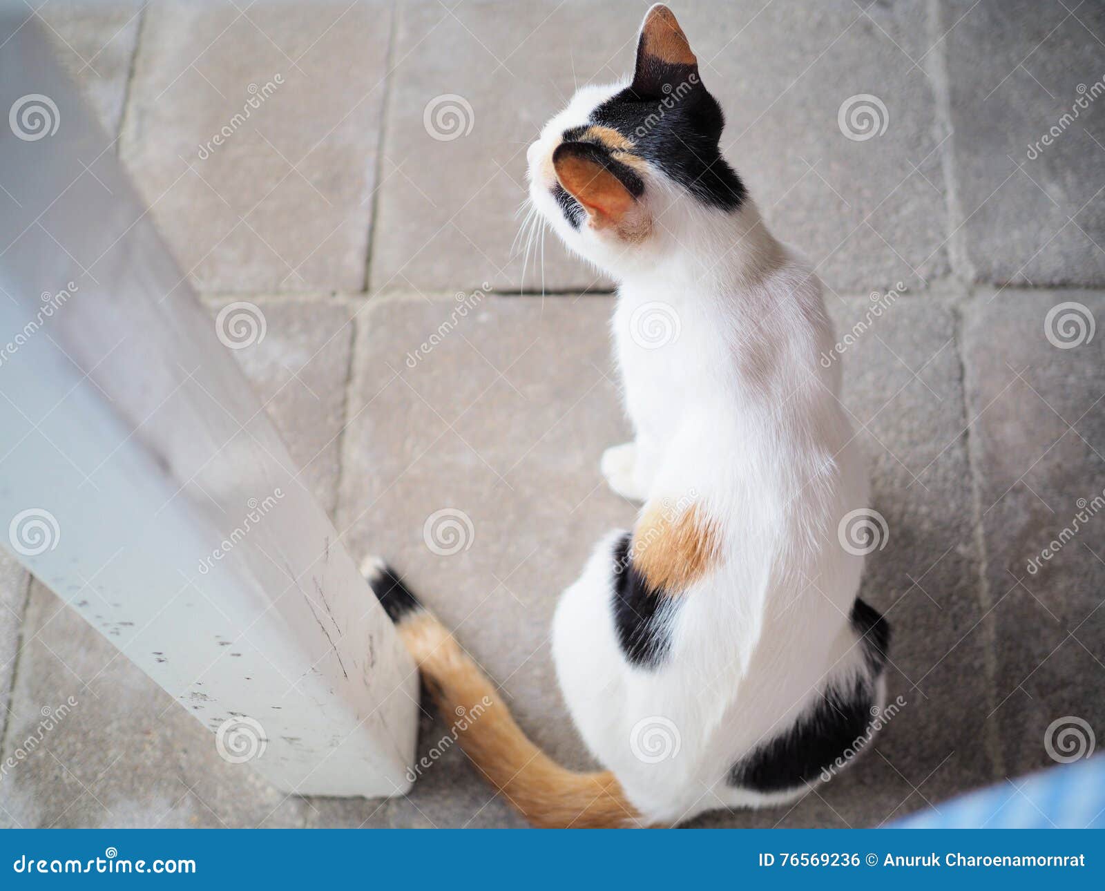 Colour Mix from Backside of Cat Stock Photo - Image of wool, thai: 76569236