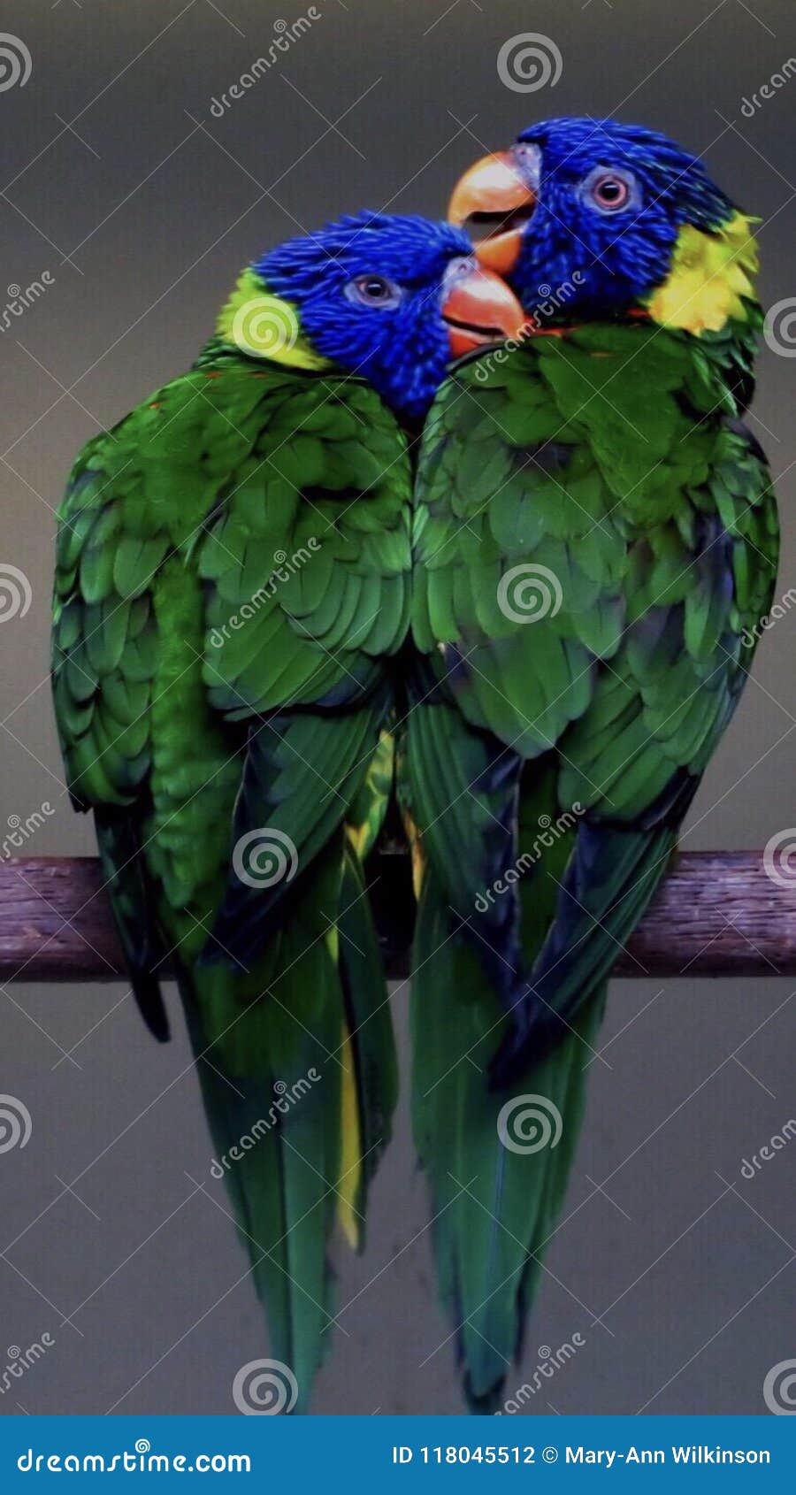 2 Parrots stock photo. Image of wildlife, friends, parrots - 118045512