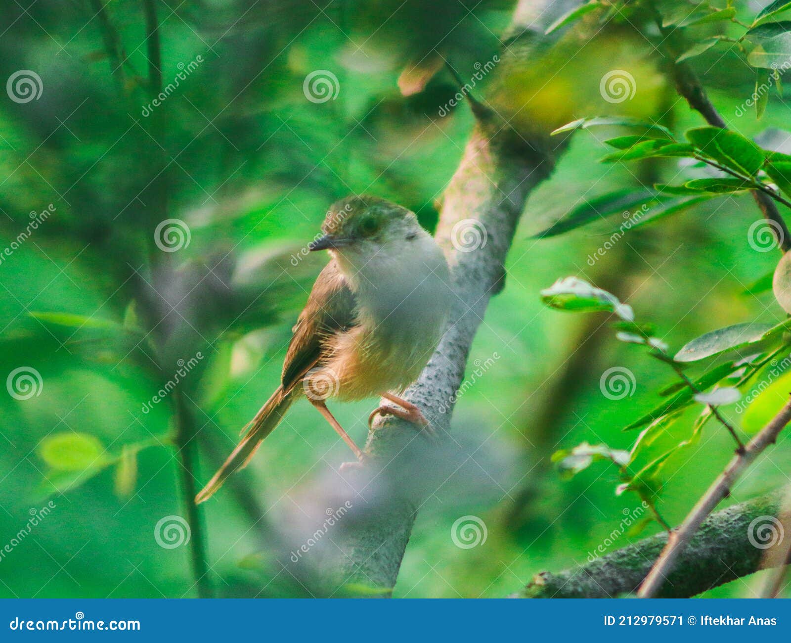 The alon bird stock image. Image of bird, forest, beak - 212979571
