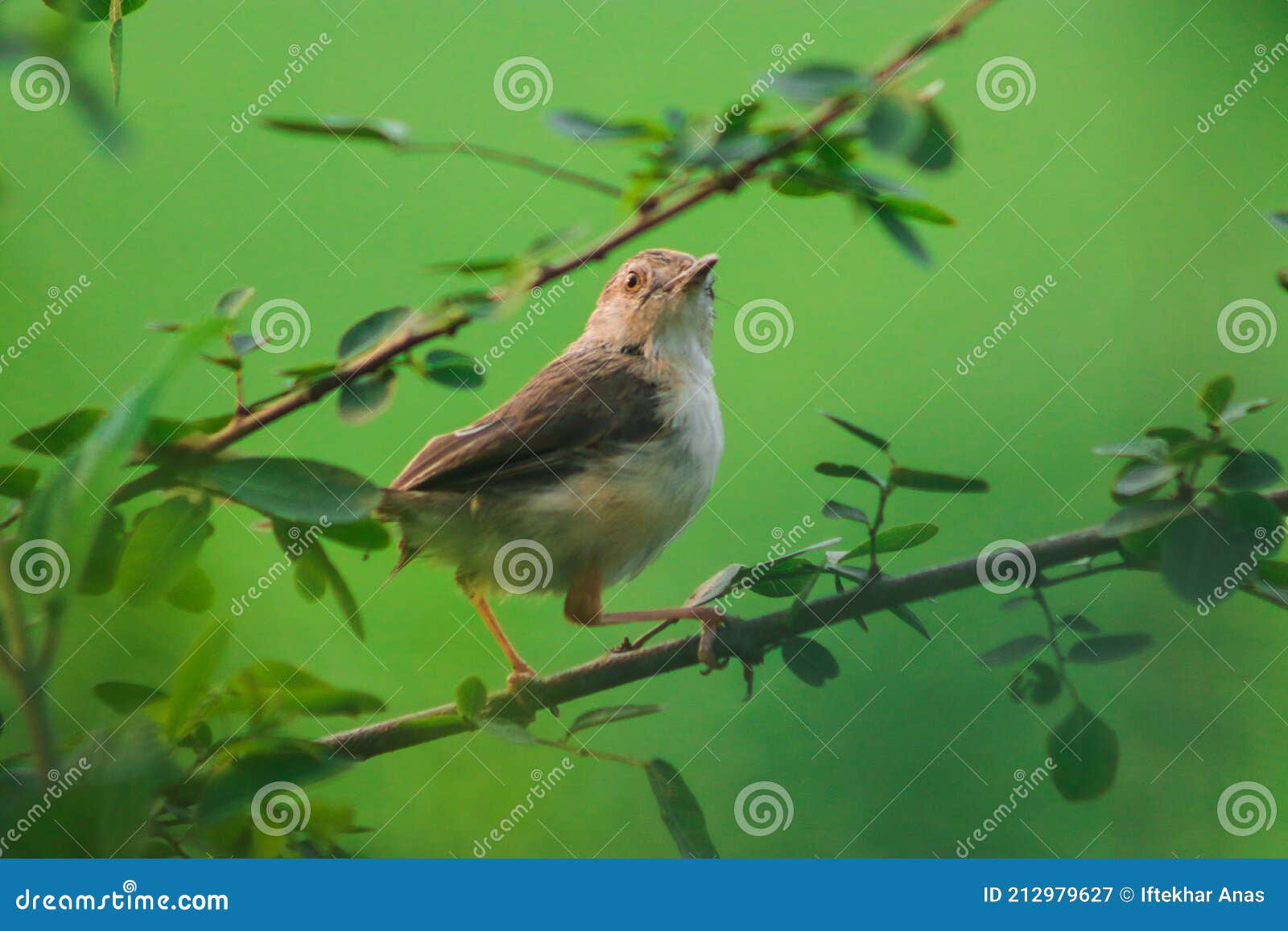The alon bird stock image. Image of alon, green, twig - 212979627