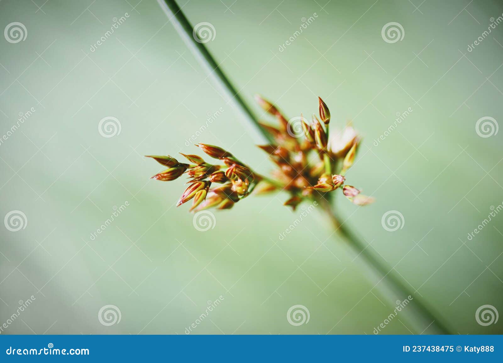 Meadow Rush CloseUp stock image. Image of rush, photograph - 237438475