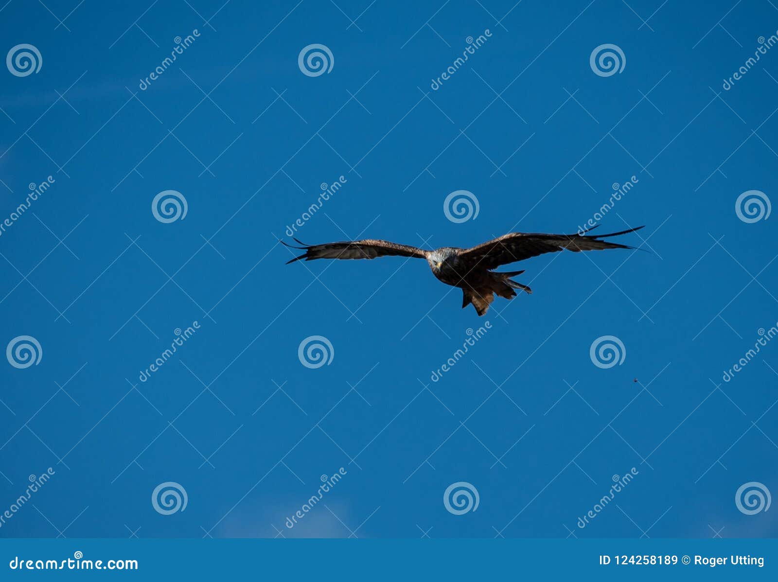Red Kite Flying stock image. Image of prey, milvus, blue - 124258189